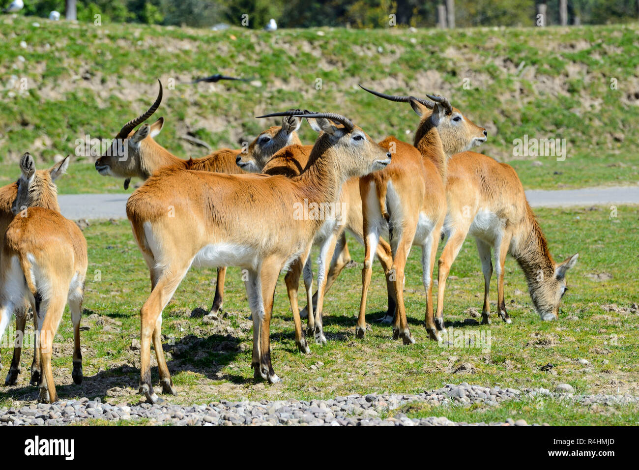 Kafue Lechwe (Kobus leche kafuensis), Blair Drummond Safari Park, near ...