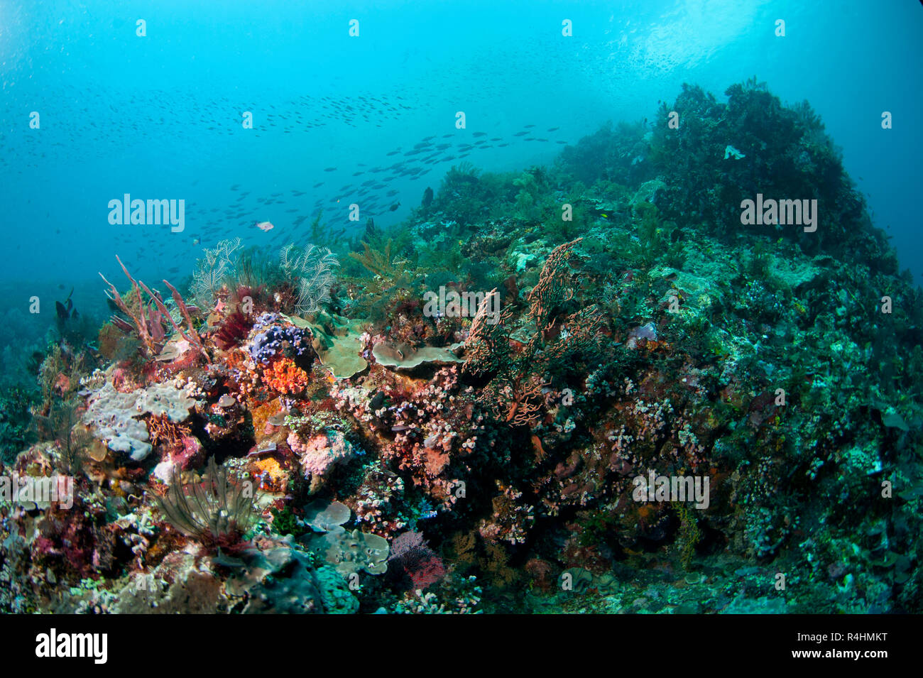 Reef Scene, Crucifixion Point dive site, Pantar Island, near Alor ...