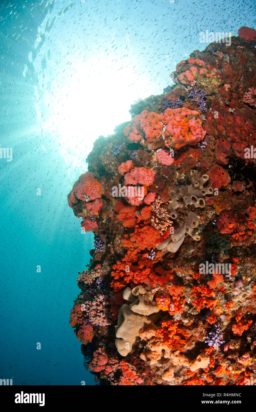 Coral, Tubastraea faulkneri, with sun, Crucifixion Point dive site ...