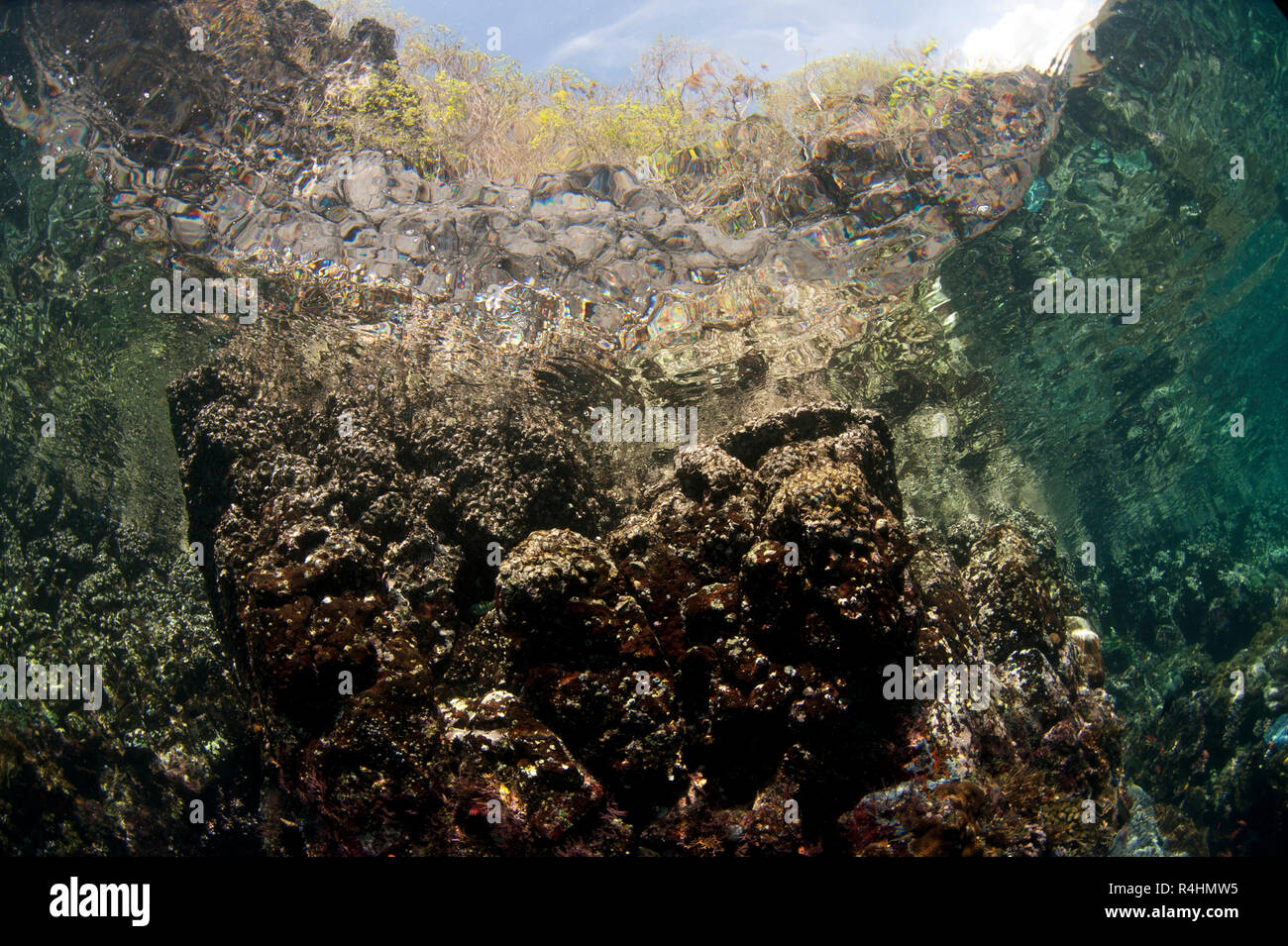 Reef scene with cliff and trees in background, Crucifixion Point dive ...