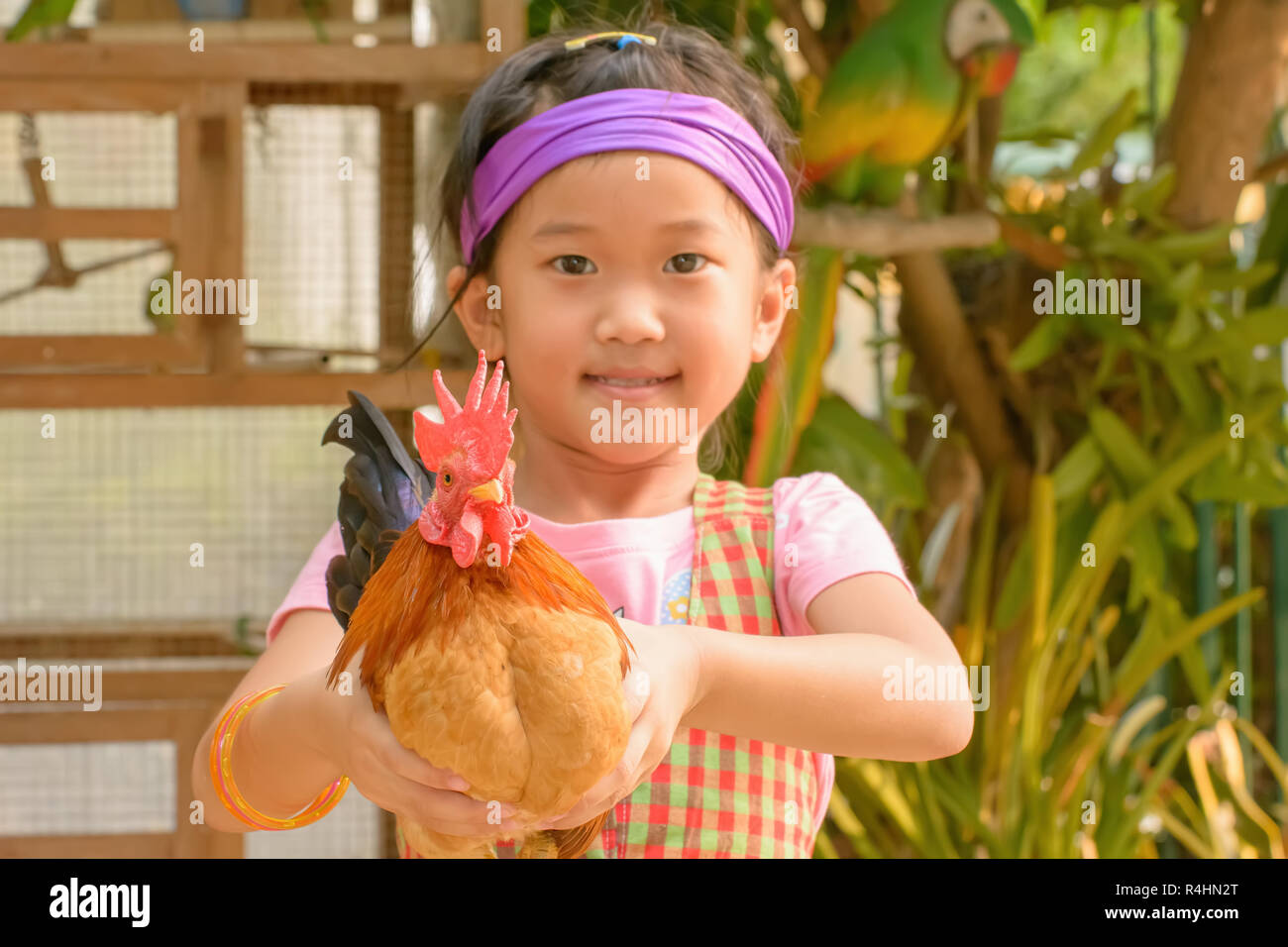 Girl caught chicken Stock Photo - Alamy
