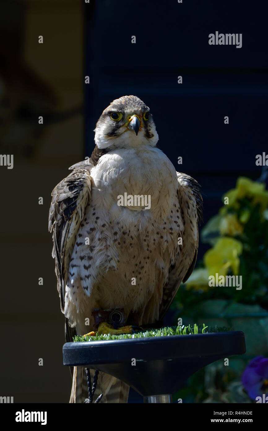Peregrine Falcon (Falco peregrinus) on perch at birds of prey centre ...