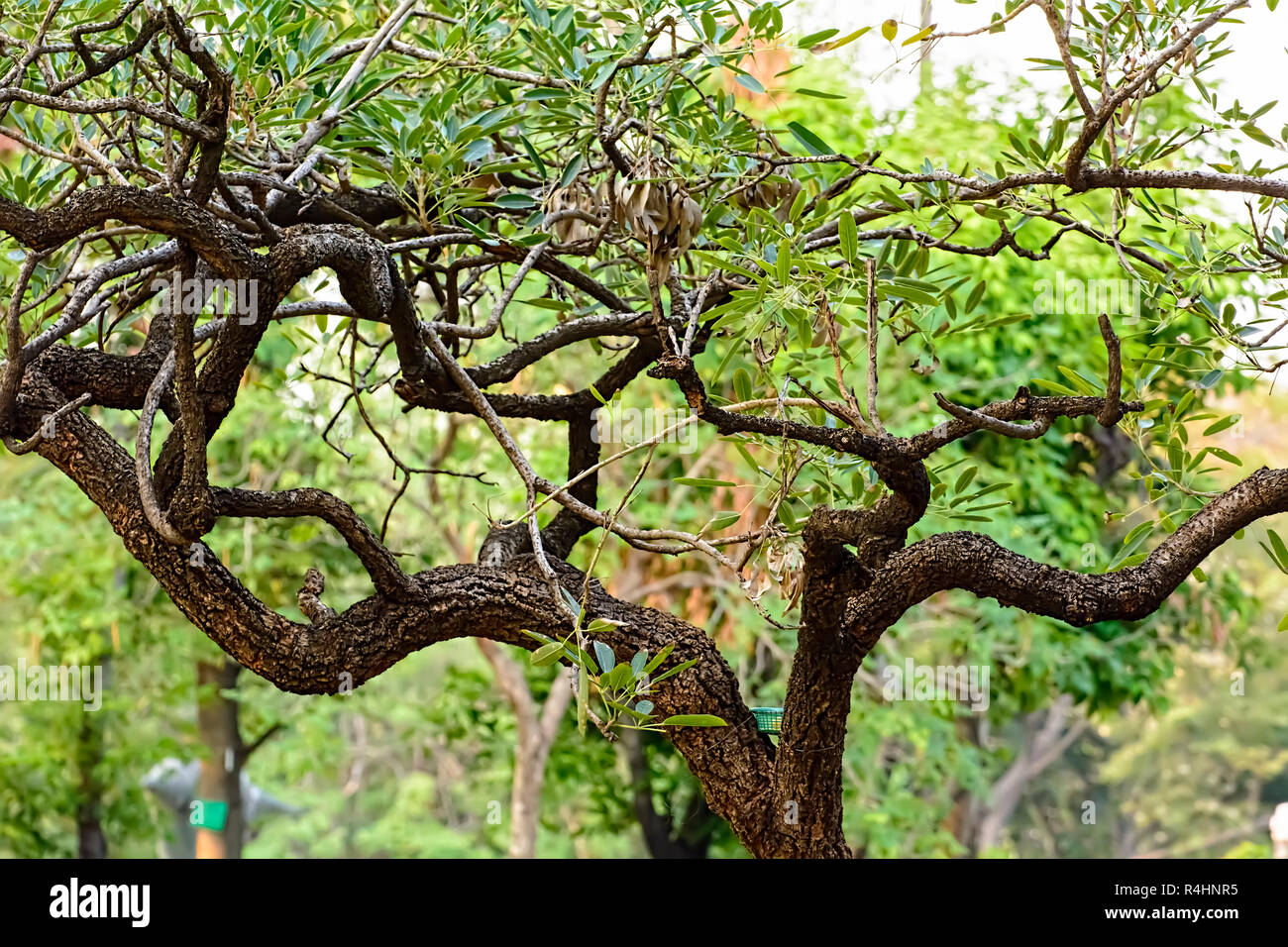 Tako tree hi-res stock photography and images - Alamy