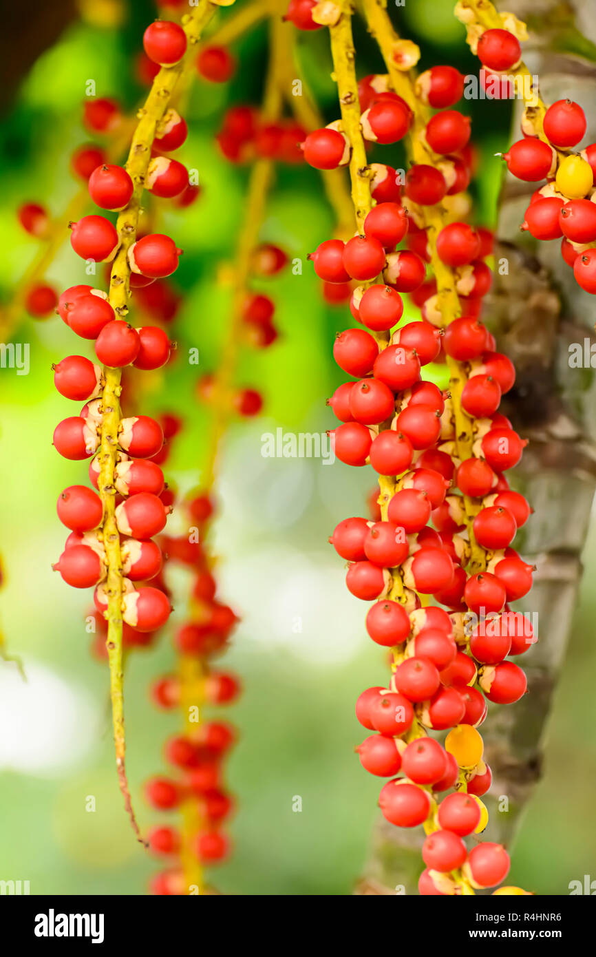 Areca flower hi-res stock photography and images - Alamy