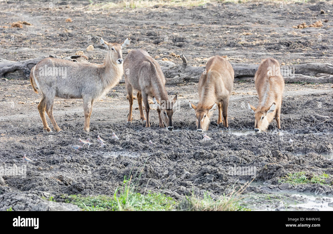 waterbuck antelope at a watering hole in Southern African savanna Stock ...
