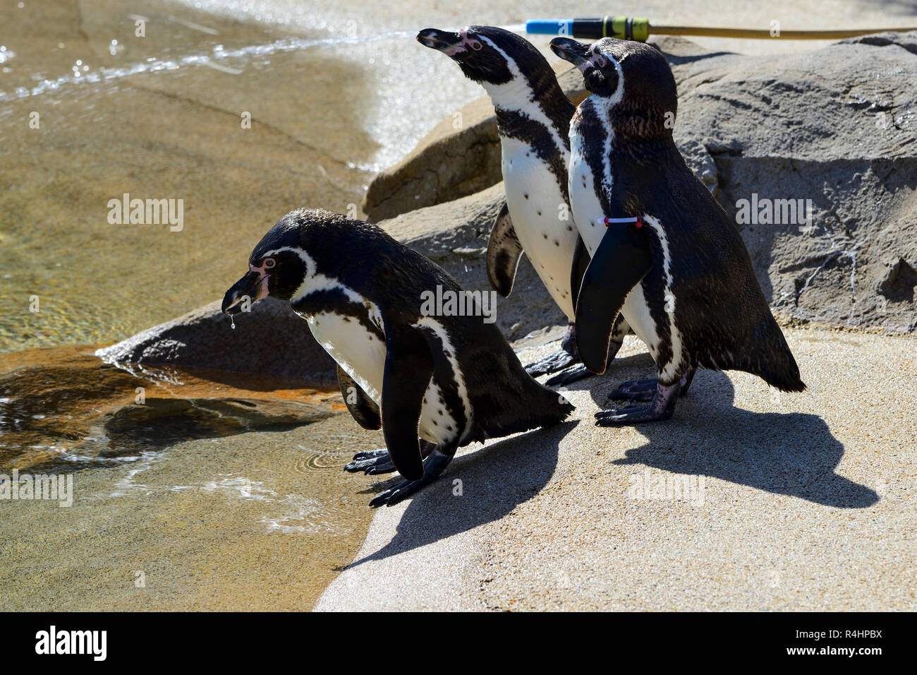 Humboldt Penguins (Sphensicus humboldti), Blair Drummond Safari Park ...
