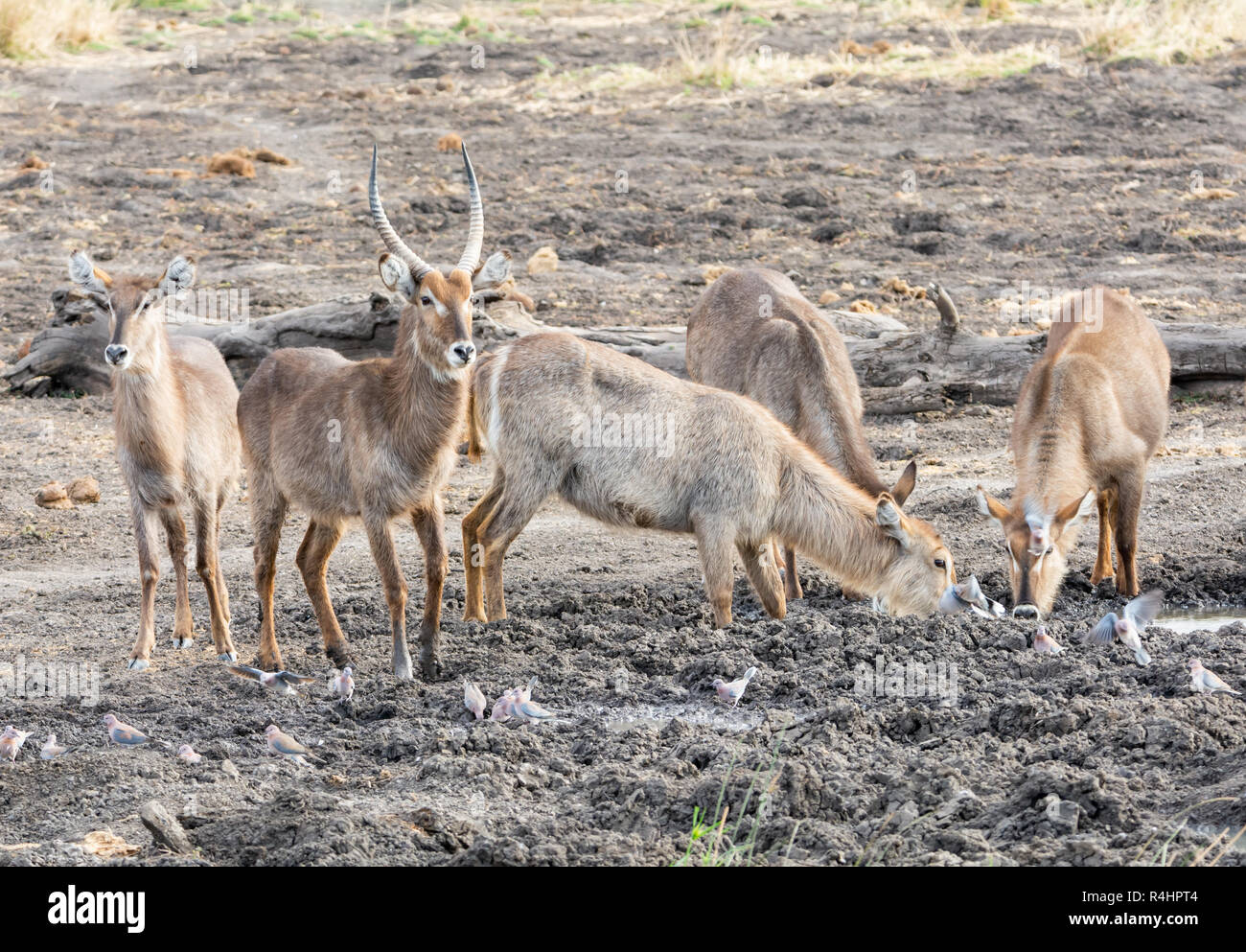 waterbuck antelope at a watering hole in Southern African savanna Stock ...