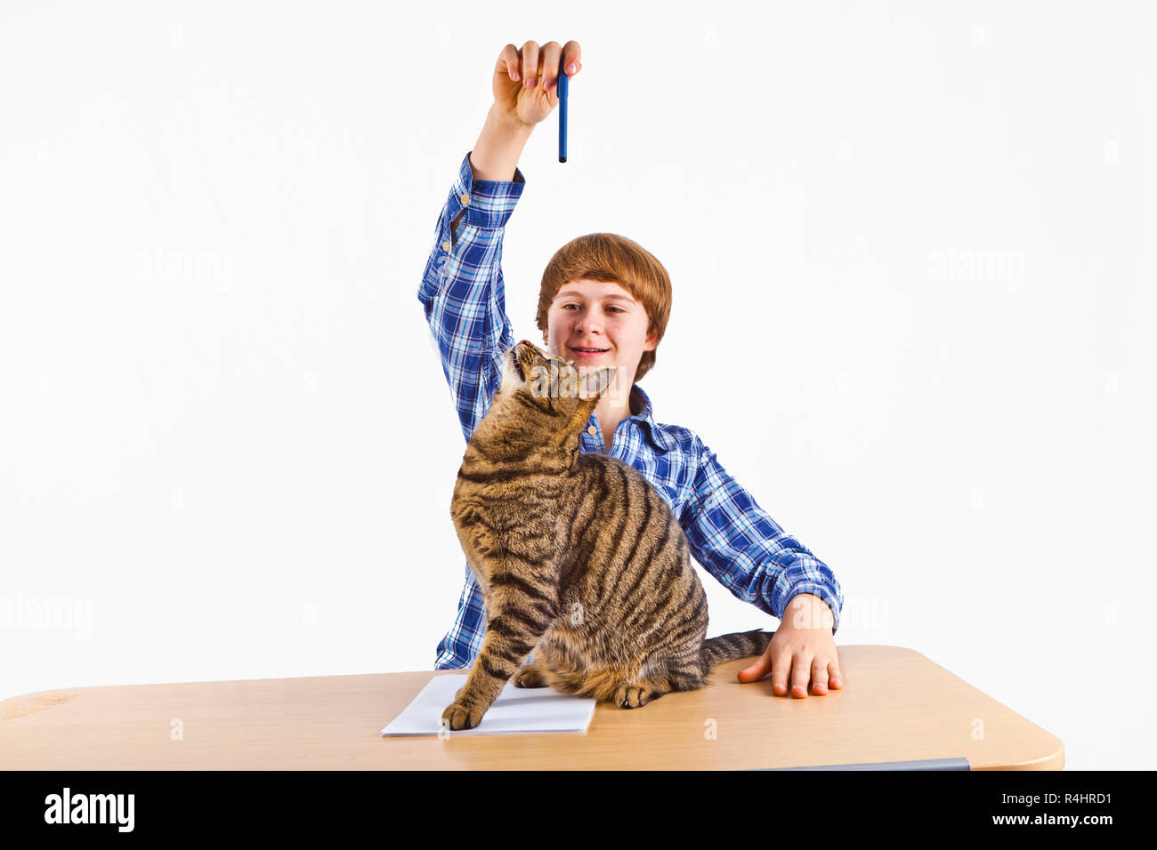 smart boy learning for school has a break and plays with his cat Stock ...