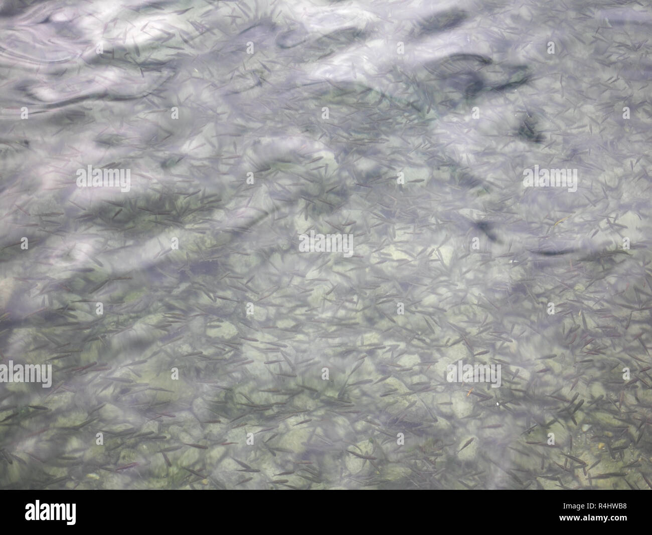 Fish in Ohrid lake. Macedonia Stock Photo - Alamy