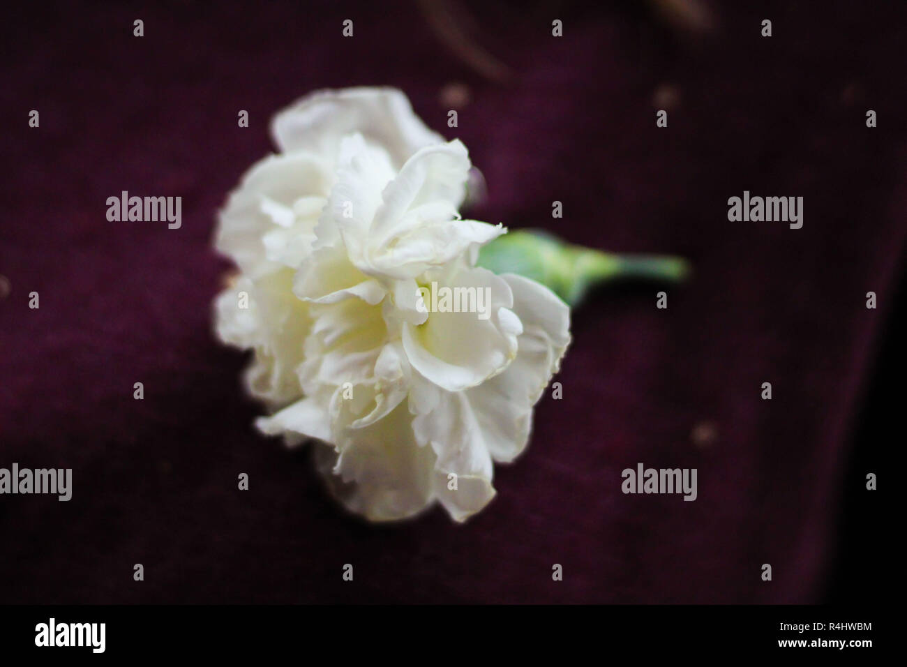 Alamy flower photography hi-res stock photography and images - Alamy