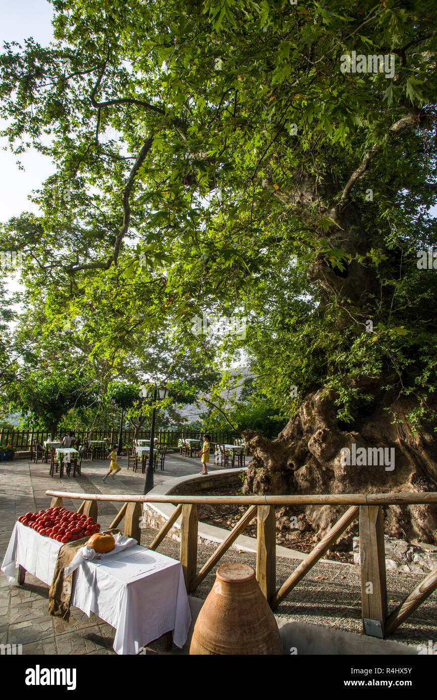 europe, greece, creta, heraklion, region, village, krasi, plane tree ...