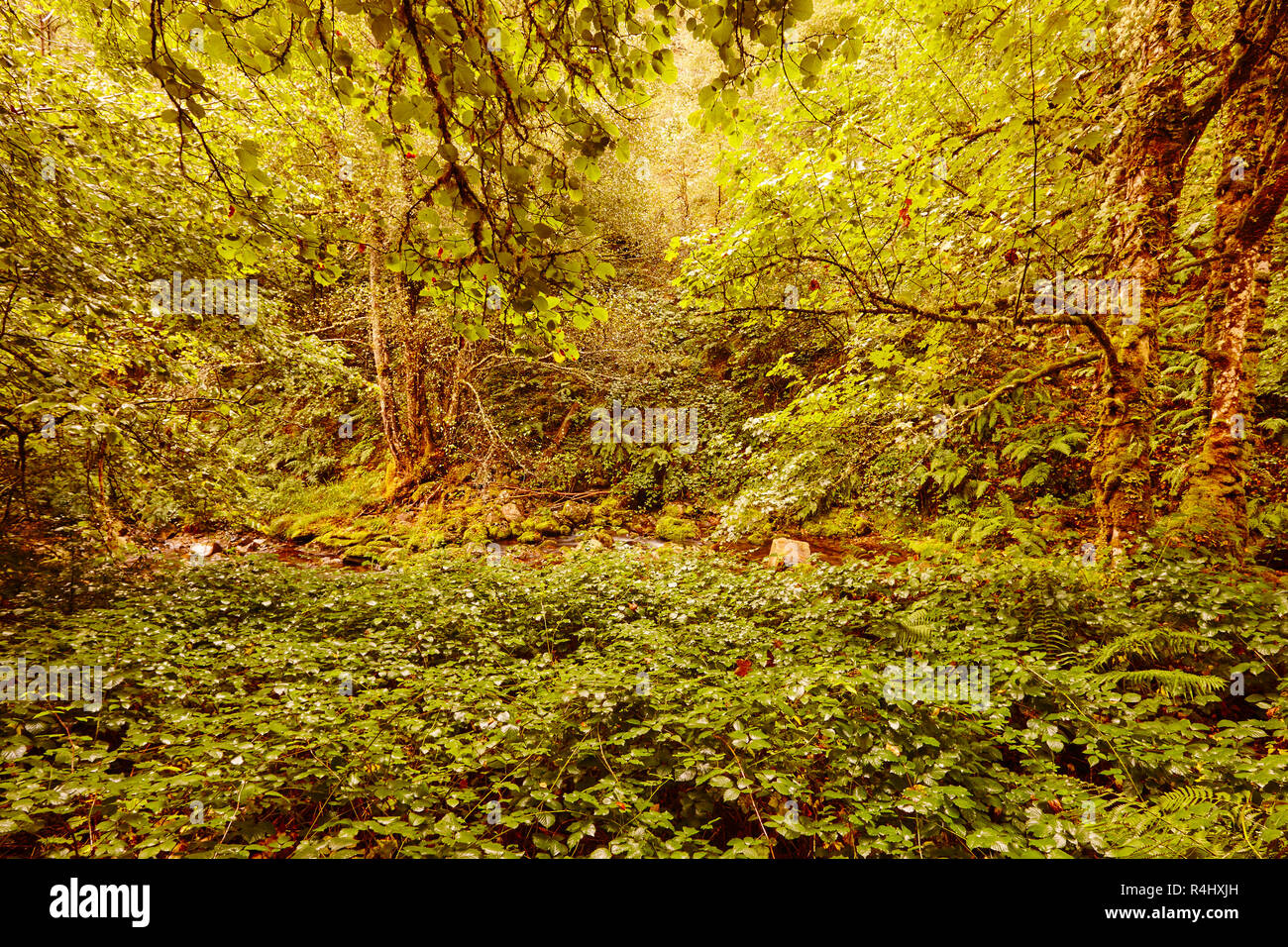 Green forest with stream in Muniellos biosphere reserve, Asturias ...