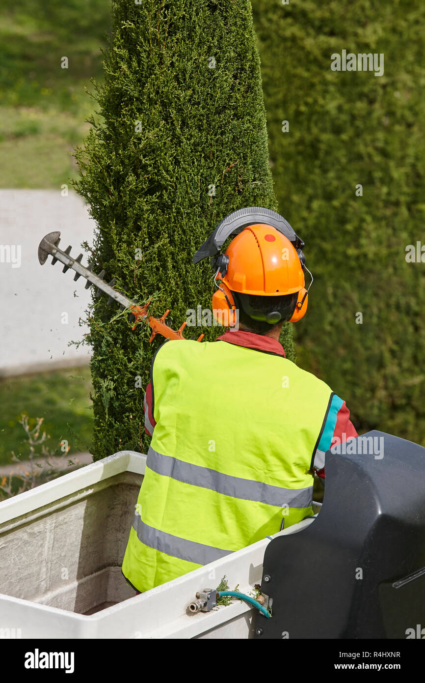 Equiped worker pruning a tree on a crane. Gardening works Stock Photo ...