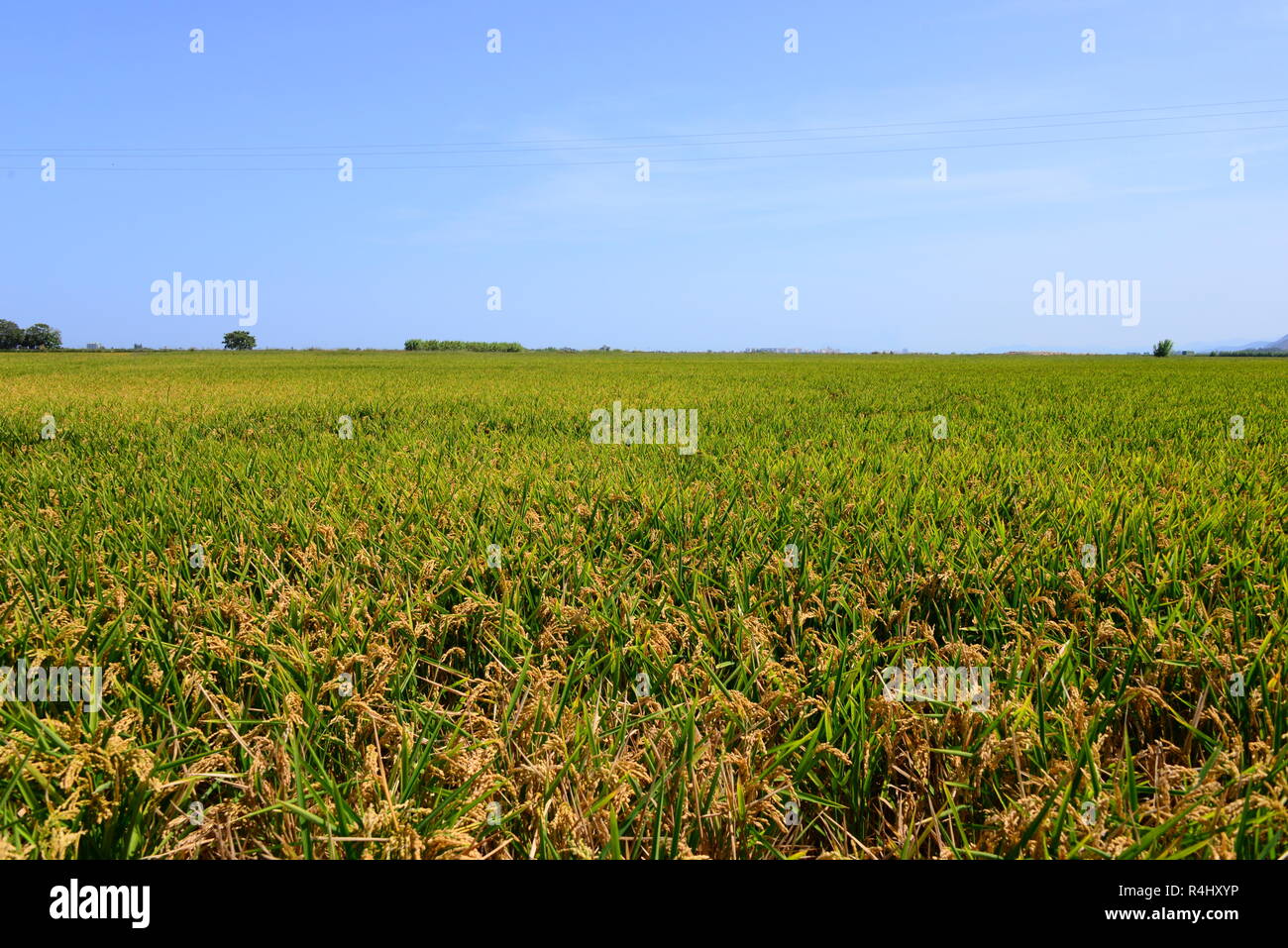 rice field in spain Stock Photo - Alamy