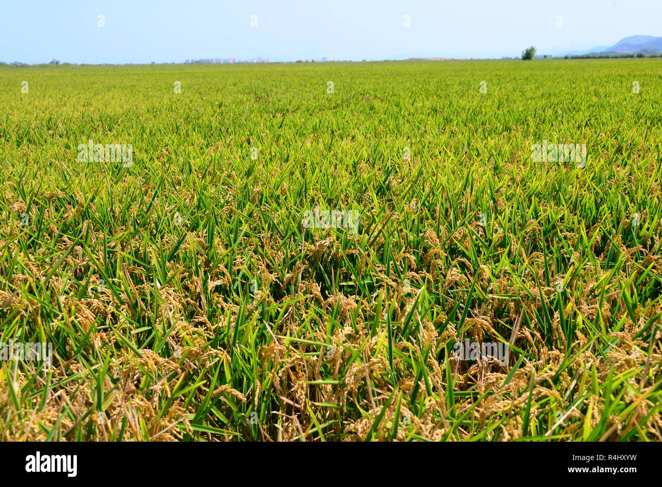 rice field in spain Stock Photo - Alamy