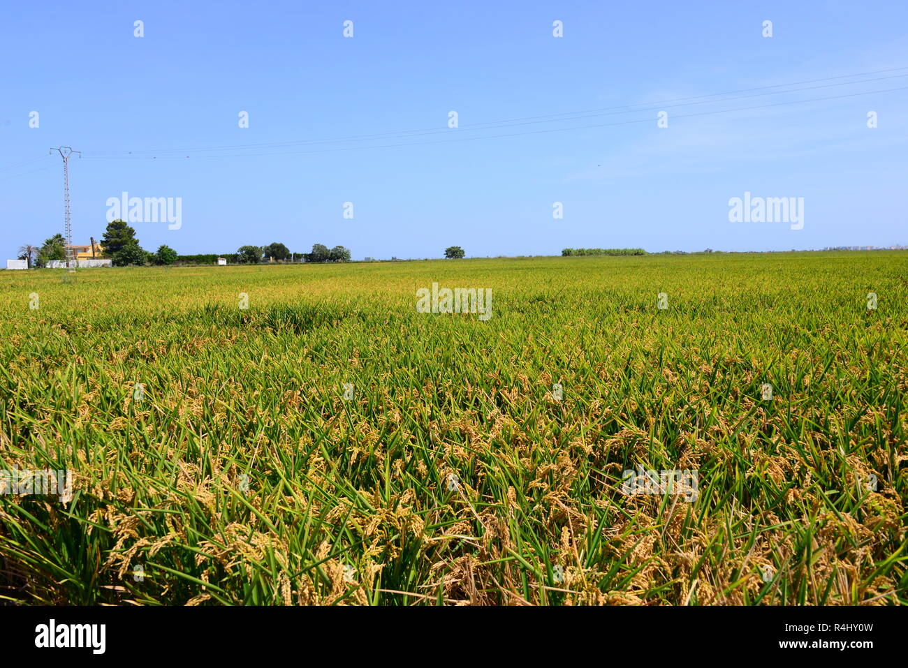 rice field in spain Stock Photo - Alamy