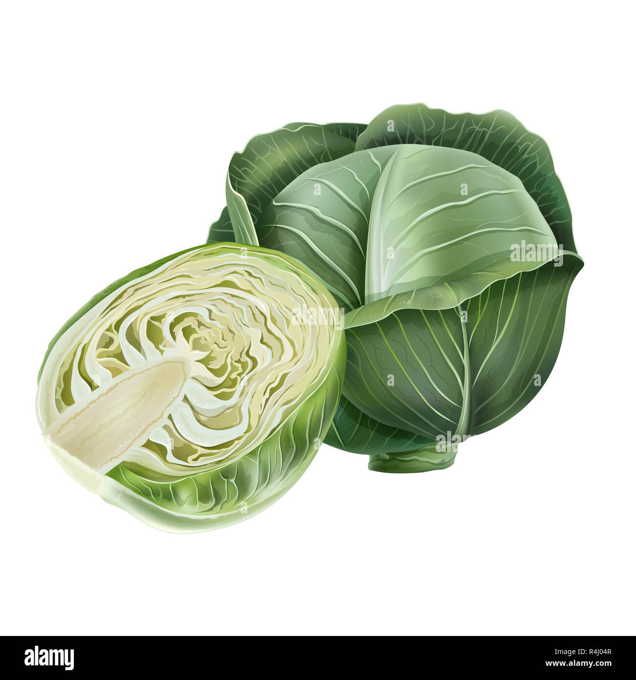 Cabbage label Cut Out Stock Images & Pictures - Alamy