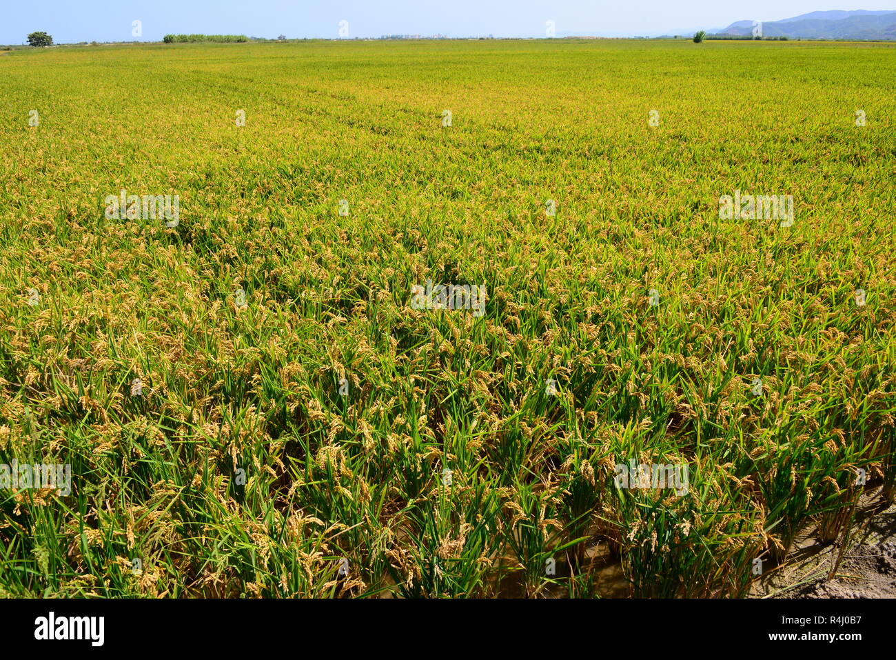 rice field in spain Stock Photo - Alamy