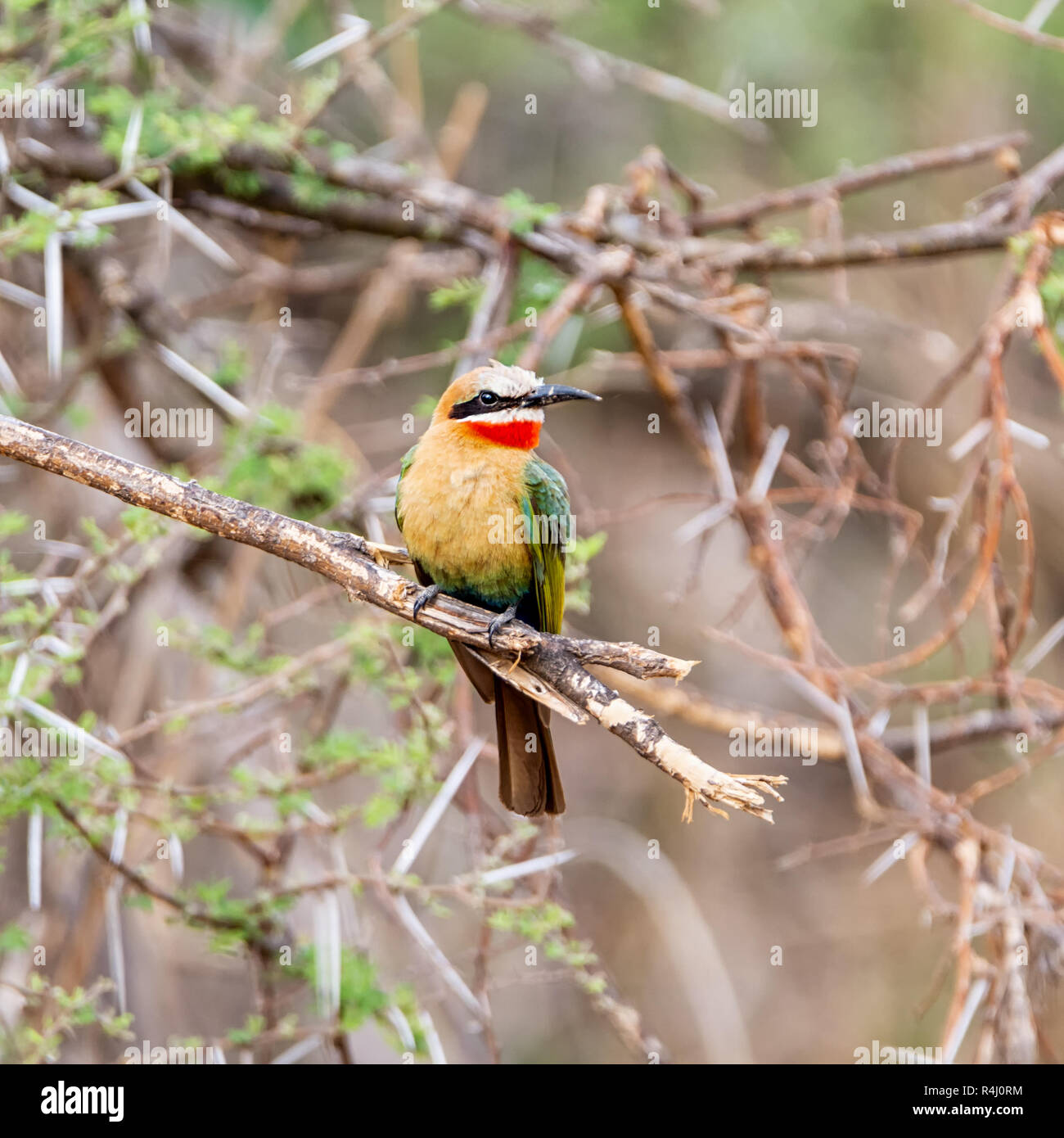 A White-fronted Bee-eater in Southern Africa Stock Photo - Alamy