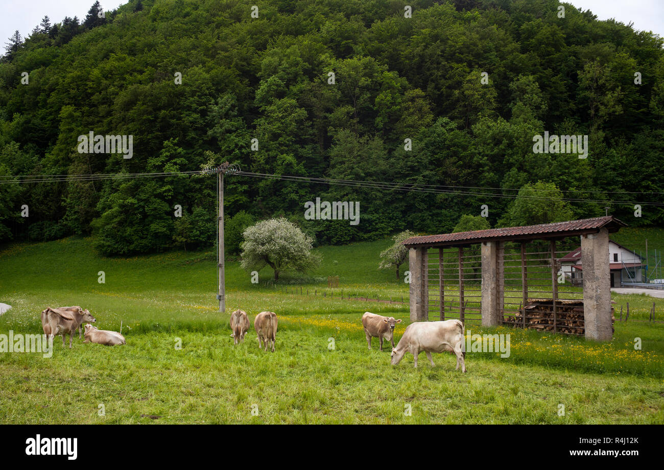Slovenian cows hi-res stock photography and images - Alamy
