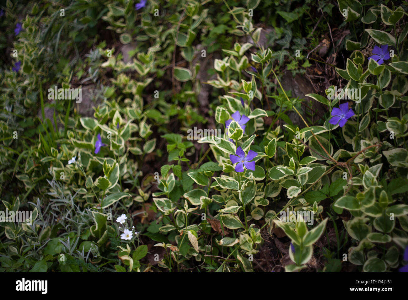 Periwinkle flower colors hi-res stock photography and images - Alamy