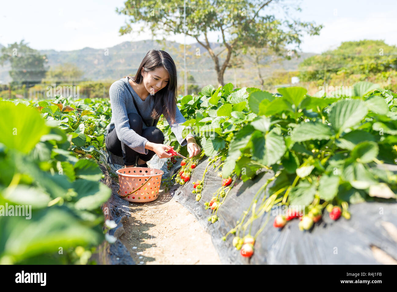 Woman picking strawberry Stock Photo - Alamy