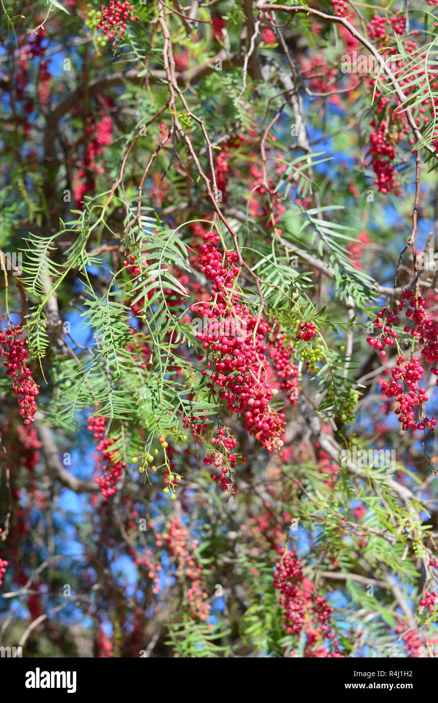 pepper tree in spain Stock Photo - Alamy