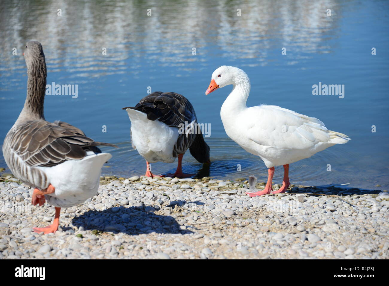full / geese on the mediterranean in spain Stock Photo - Alamy