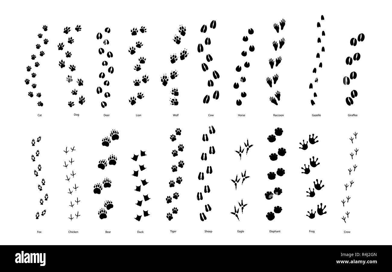 Rat Footprint Stock Photos & Rat Footprint Stock Images - Alamy