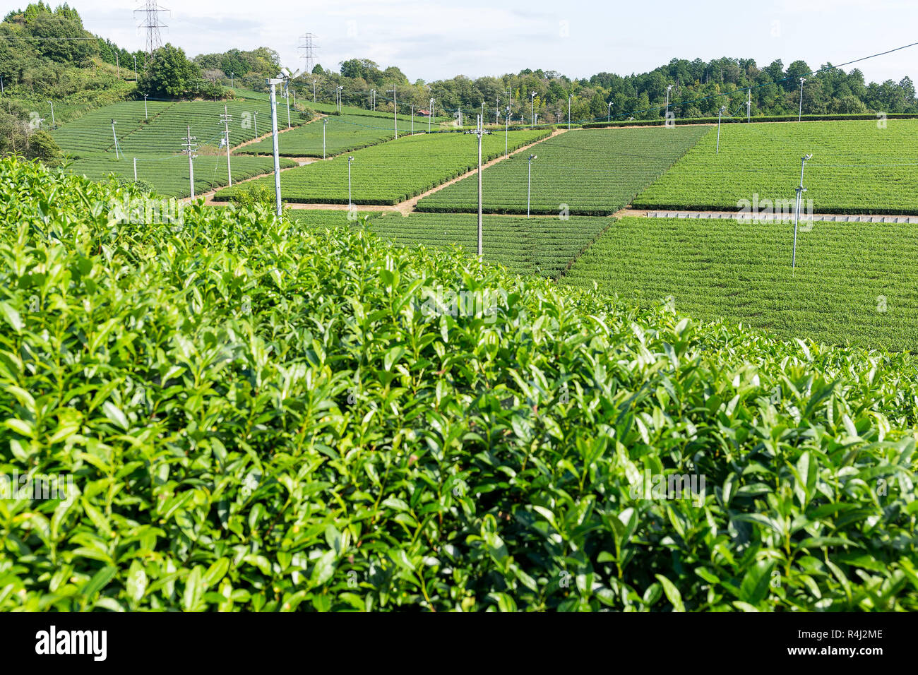 Fresh green tea plantation Stock Photo - Alamy