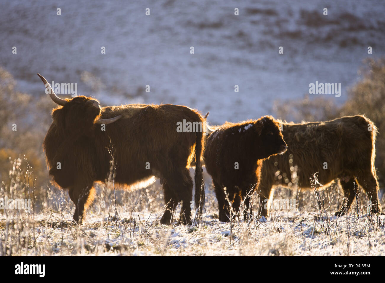Sub zero tempertures bring snow to Aberdeenshire in Scotland which has ...