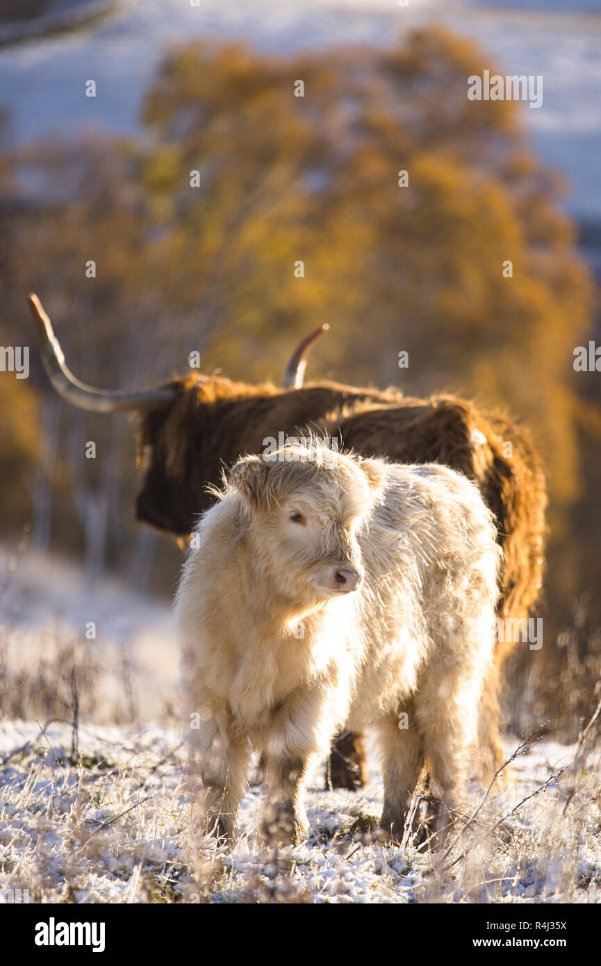 Sub zero tempertures bring snow to Aberdeenshire in Scotland which has ...