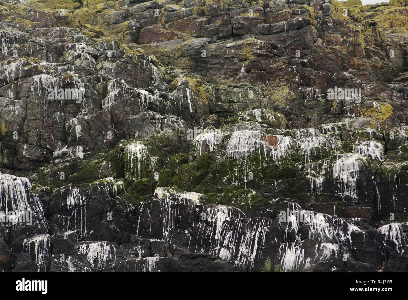 Bird poo hi-res stock photography and images - Alamy