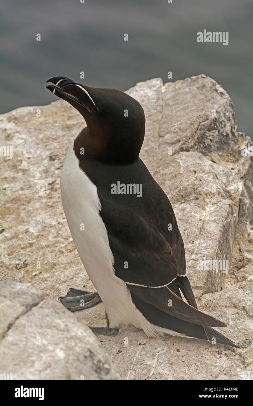 Razorbill on the Farne Islands, Northumberland UK, during the breeding ...