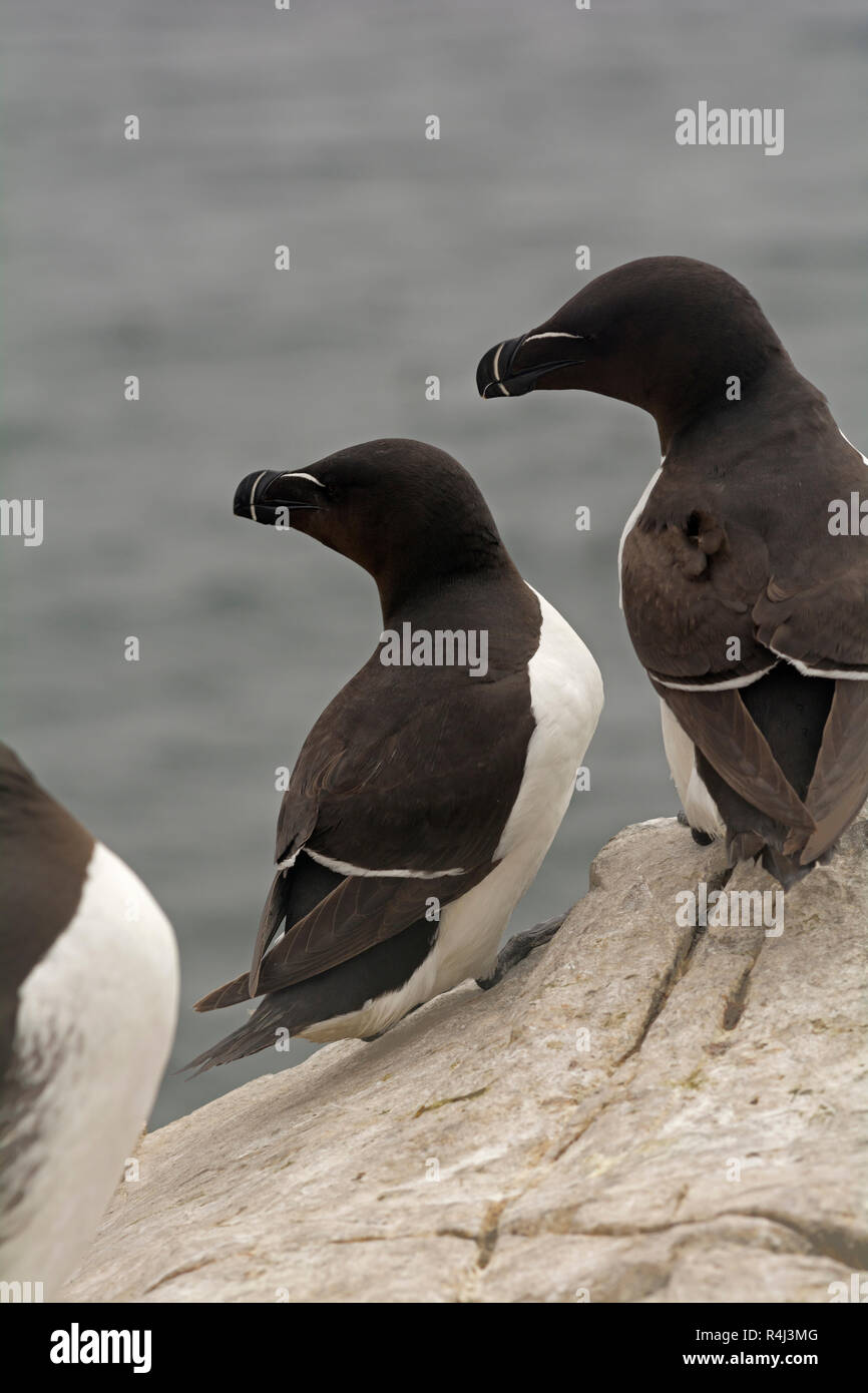 Razorbill on the Farne Islands, Northumberland UK, during the breeding ...