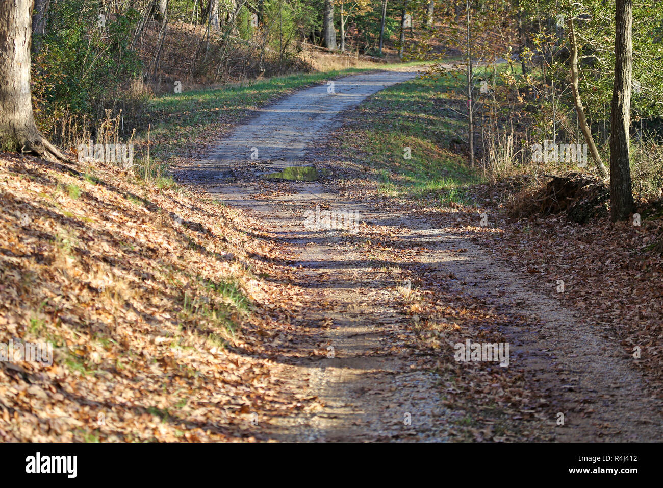 old farm road leading into woods Stock Photo - Alamy