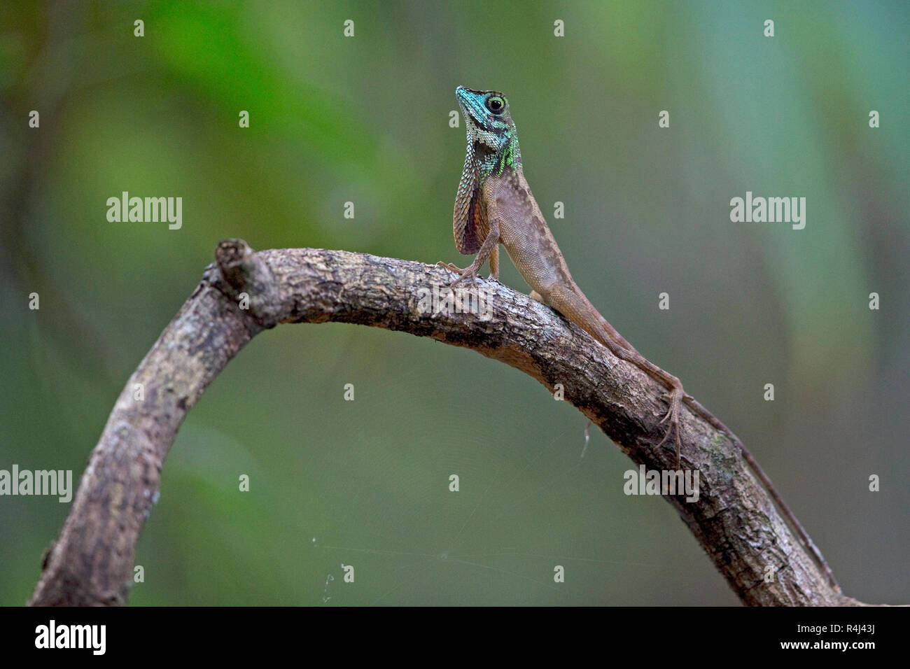 Sri Lanka Kangaroo Lizard (Otocryptis wiegmanni) Sri Lanka LK Asia ...