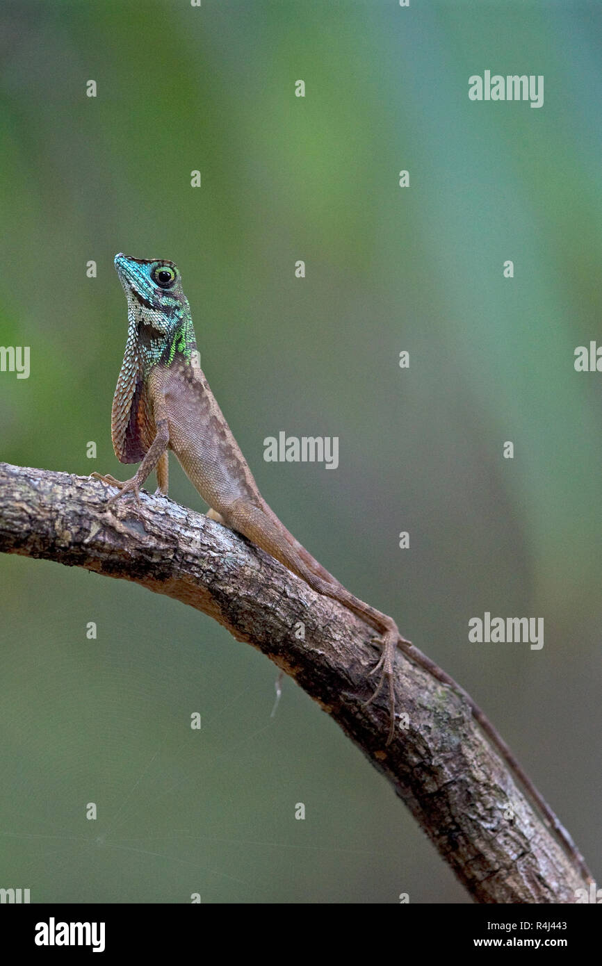 Sri Lanka Kangaroo Lizard (Otocryptis wiegmanni Stock Photo - Alamy