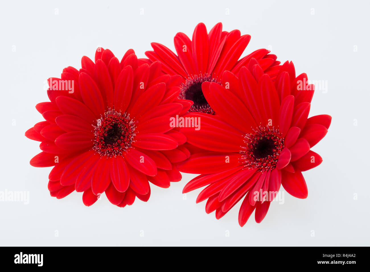 red gerbera daisy flower Stock Photo - Alamy