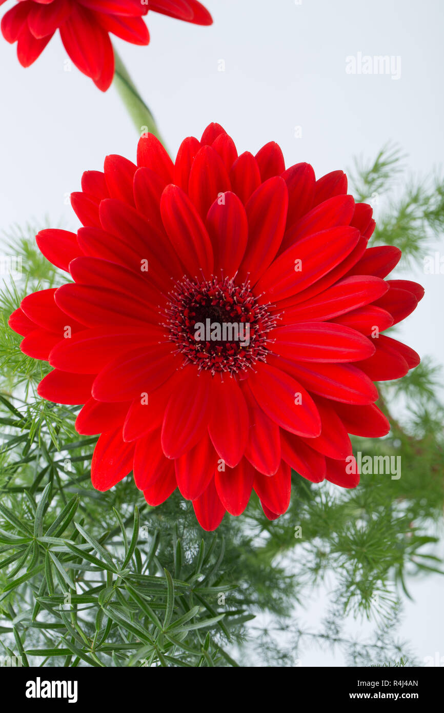 red gerbera daisy flower Stock Photo - Alamy