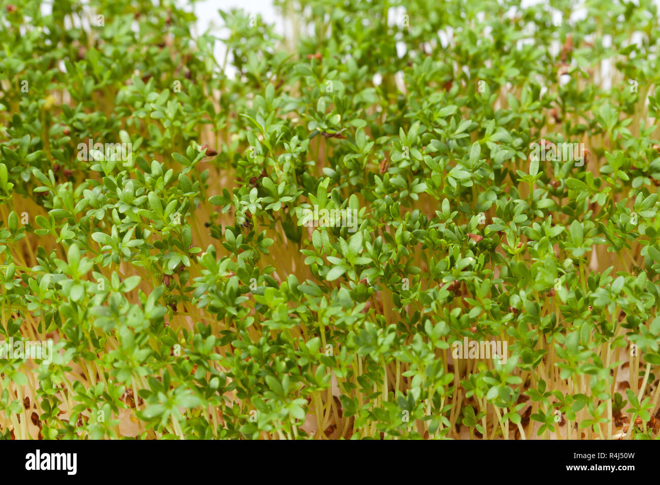 Cress seedlings isolated on white background Stock Photo - Alamy