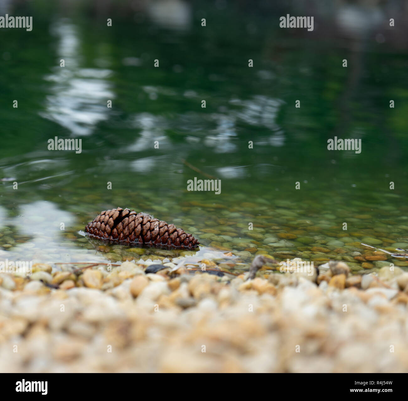 pine cone in water Stock Photo - Alamy