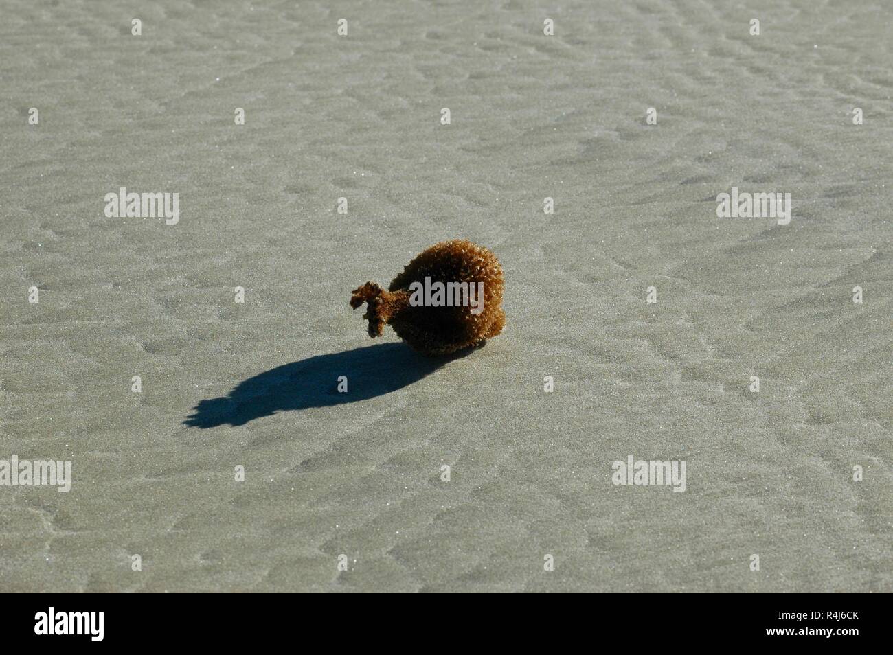A bottle-shaped sea sponge on a deserted beach. The sand is smooth. The ...