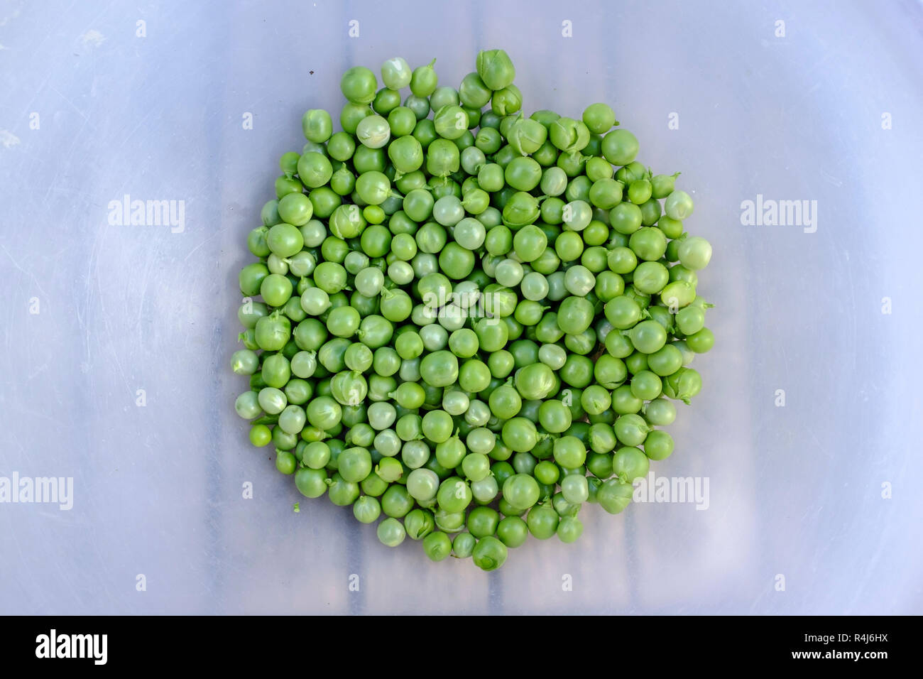 Organic home grown Peas Stock Photo - Alamy