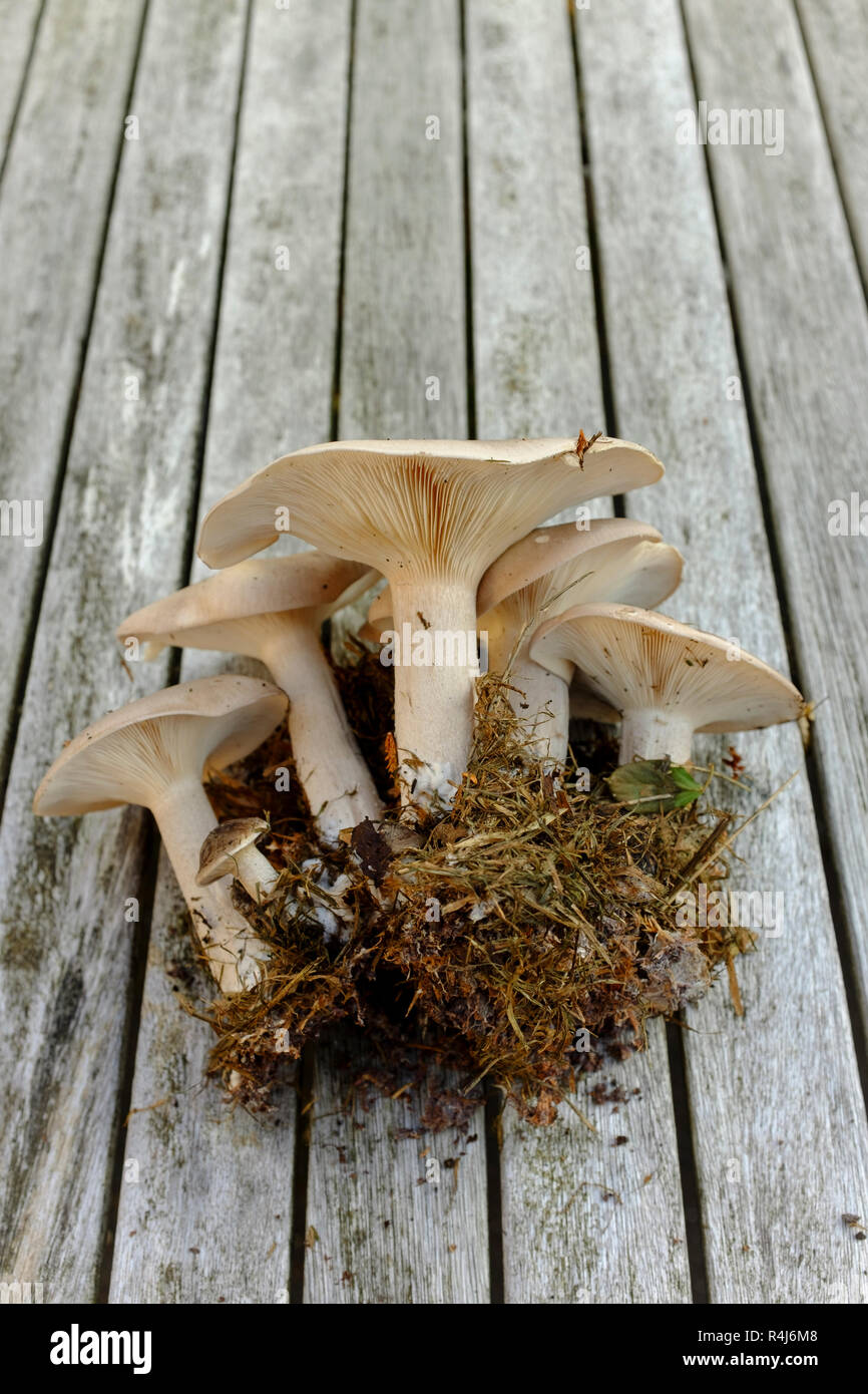Beauty of wild funghi hi-res stock photography and images - Alamy