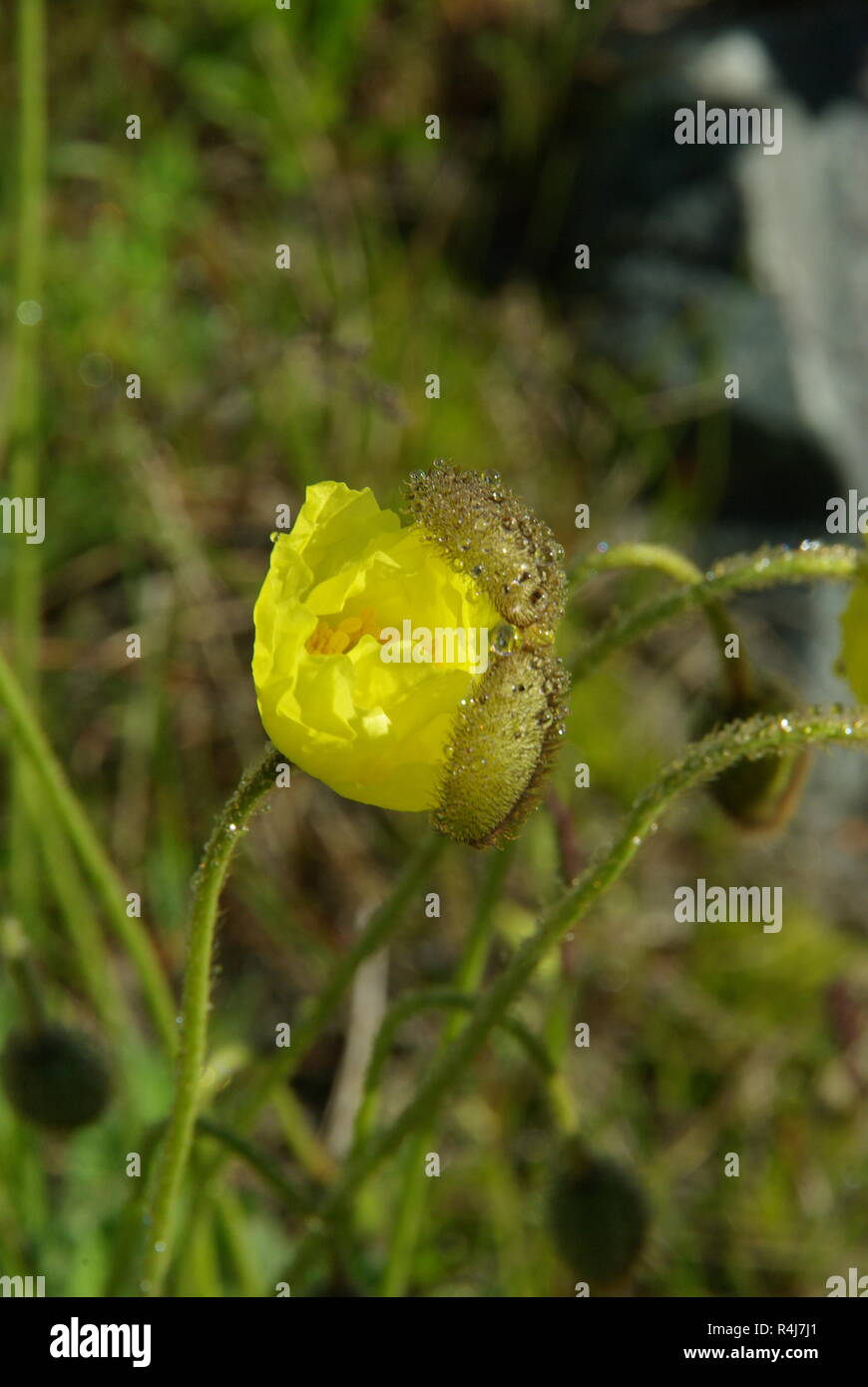 Beautiful mountain flowers. Flora of mountain ranges Stock Photo - Alamy