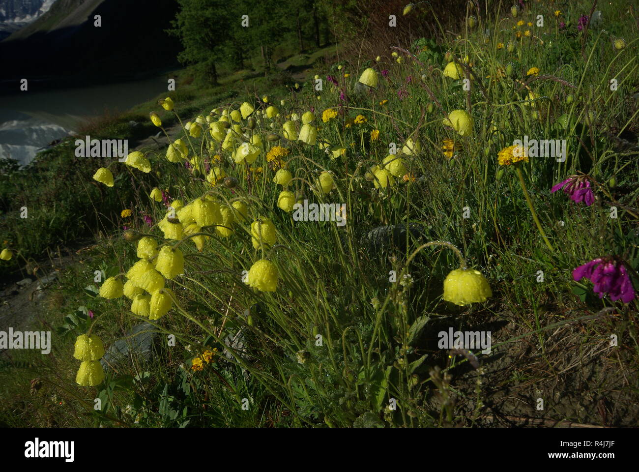 Beautiful mountain flowers. Flora of mountain ranges Stock Photo - Alamy