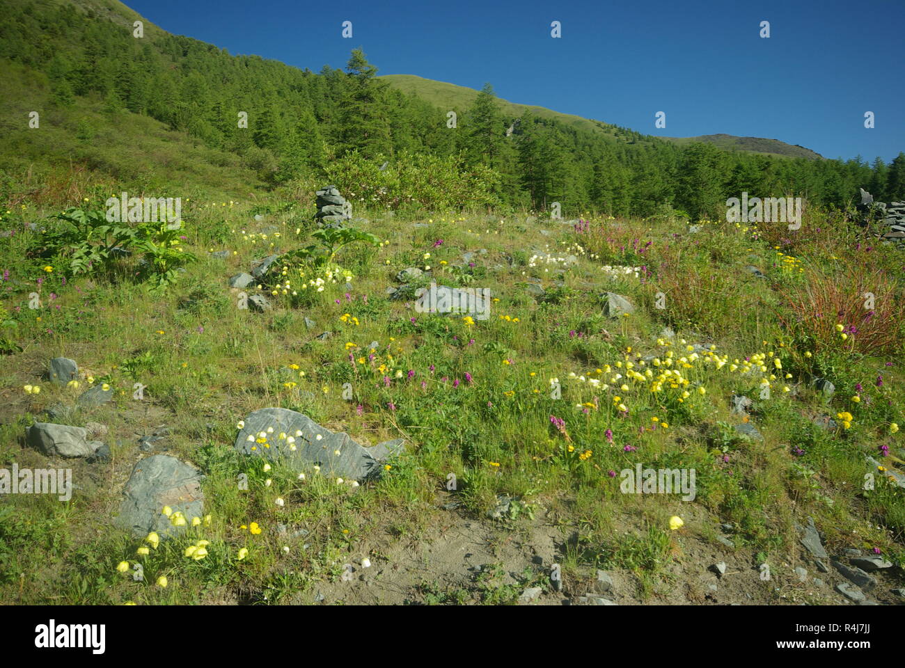 Beautiful mountain flowers. Flora of mountain ranges Stock Photo - Alamy