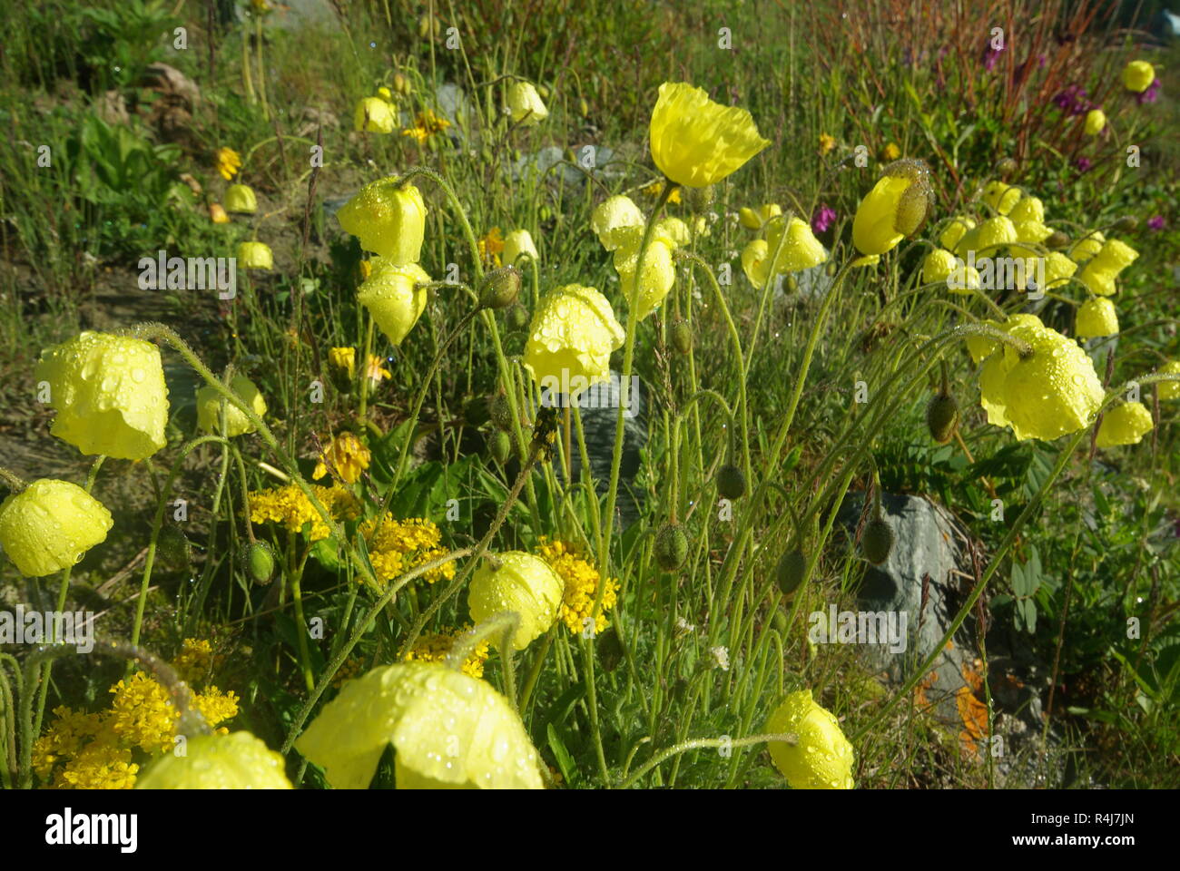 Beautiful mountain flowers. Flora of mountain ranges Stock Photo - Alamy