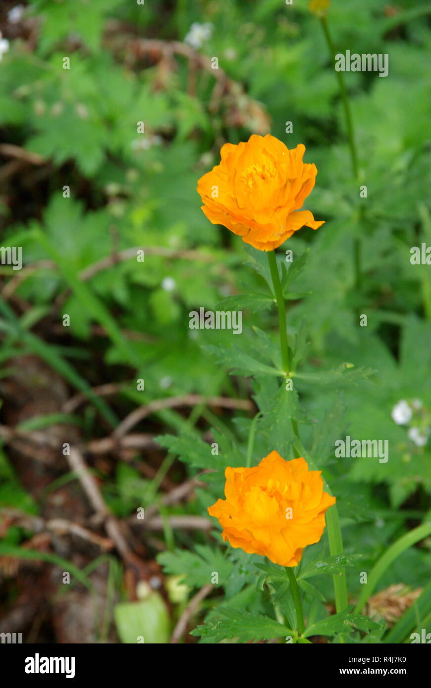 Beautiful mountain flowers. Flora of mountain ranges Stock Photo - Alamy